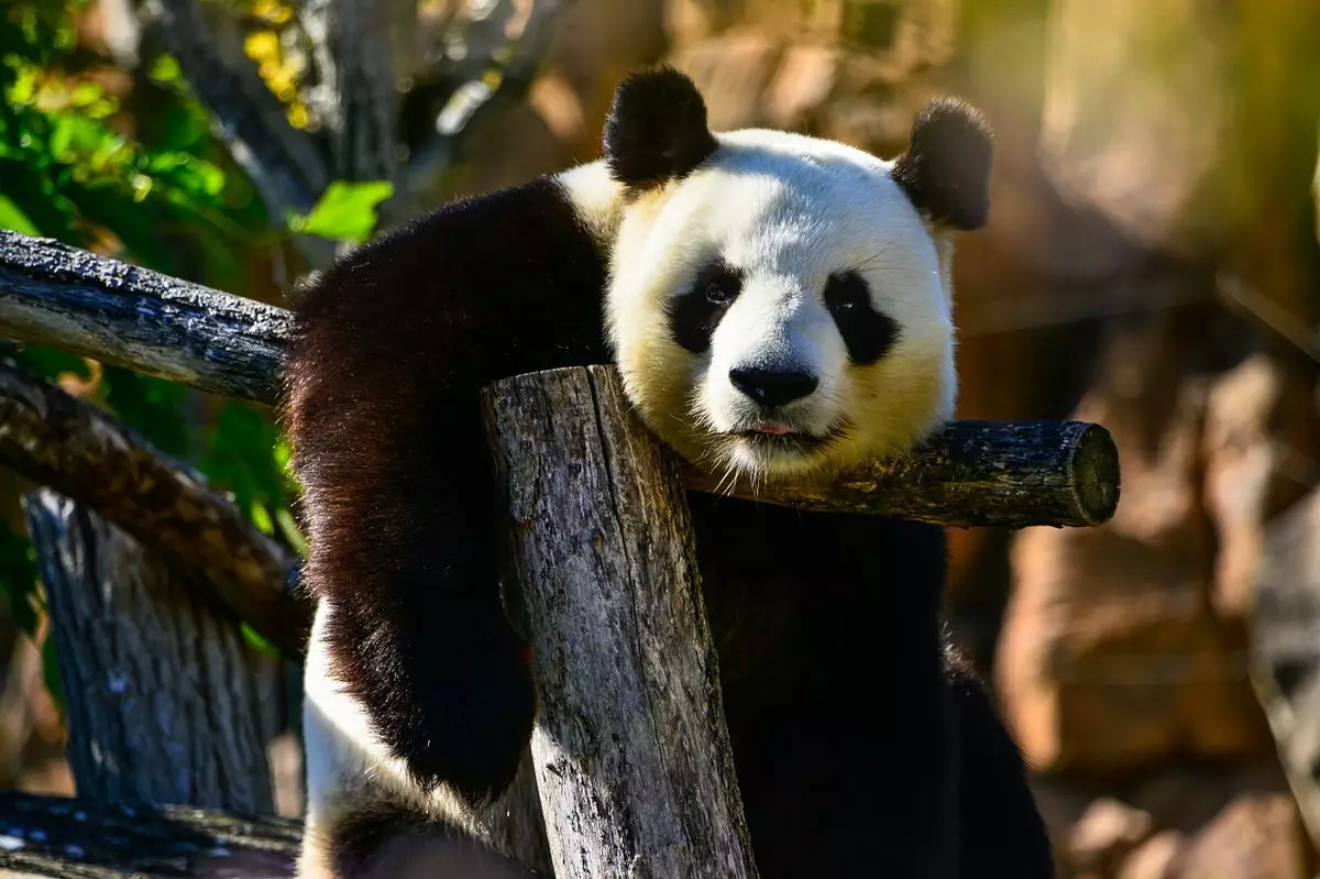 Panda gestraf n man klim in haar voëlhok