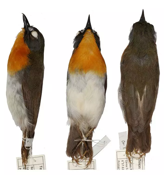 Três novos tipos de aves encontradas na África