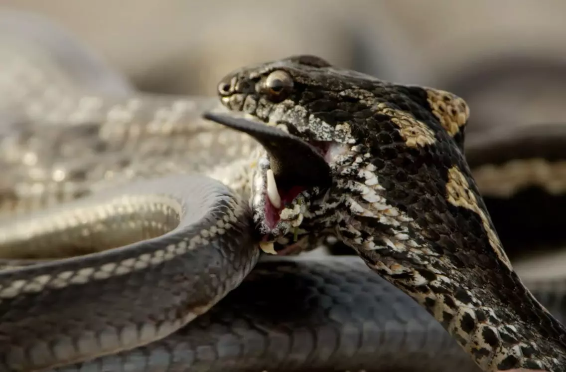 Chase φίδια για Iguana: Πώς καταφέρατε να αφαιρέσετε το κύριο βίντεο του έτους