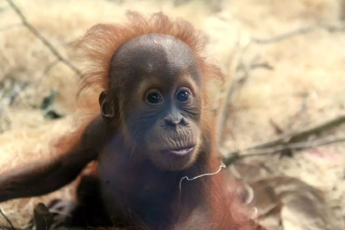 École de jeune orang-orangutan: 360 ° -Video