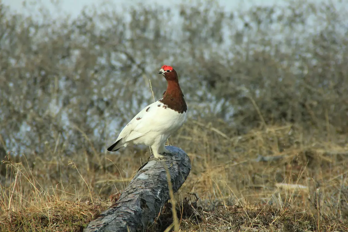 New National Park kan vises i Yakutia