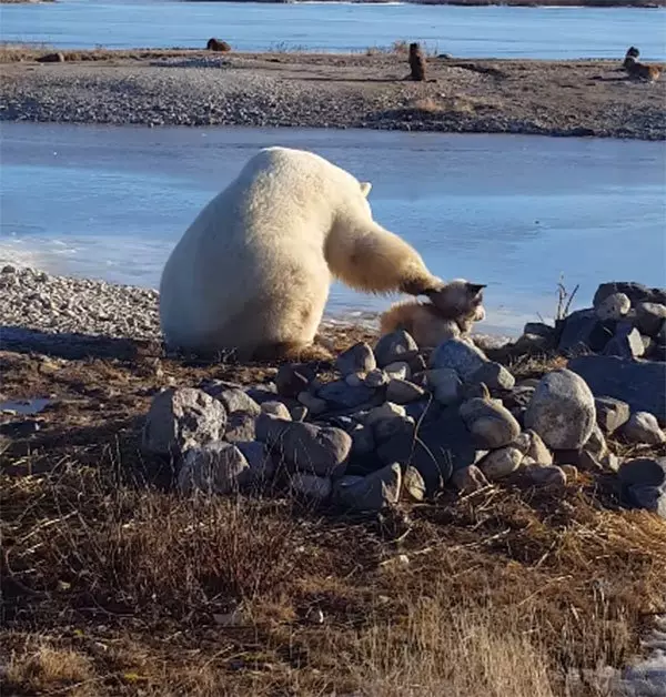 Полярната мечка удари кучето: видео