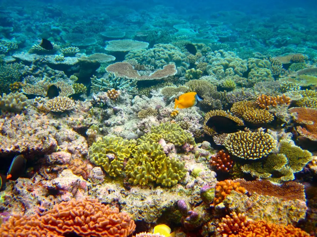 Big Barrier Reef ferliest rap ferve 7324_5