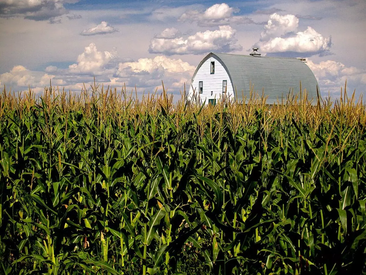 Chuala Nerds Meiriceánach Guth Corn