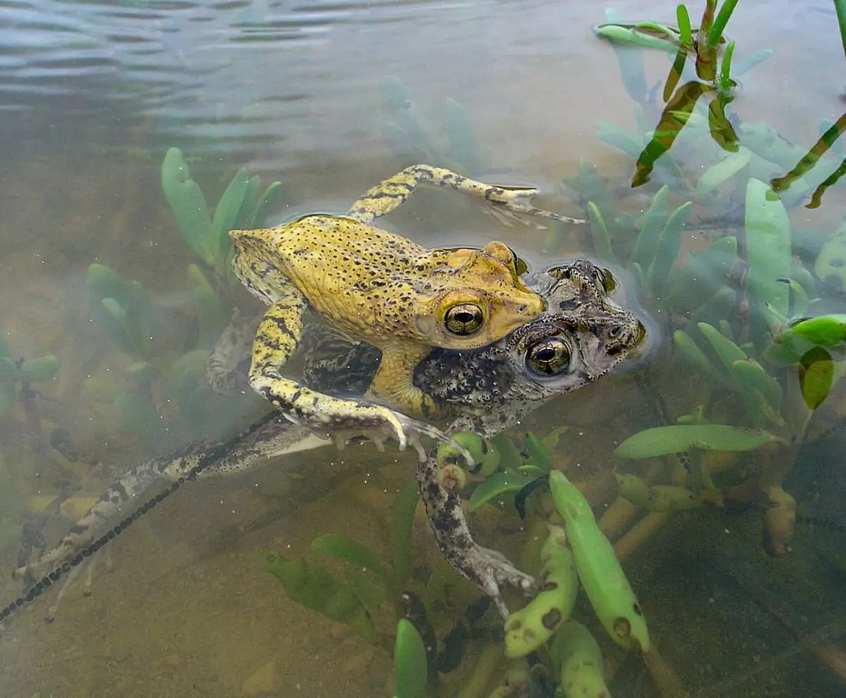 A matsayina na ZOO ya ba da dubunnan da ba sa da rai ga yanci: Bidiyo