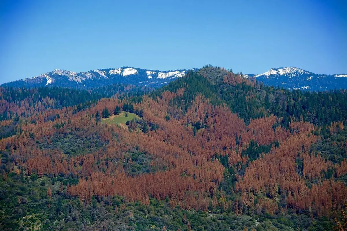 દુષ્કાળ કેલિફોર્નિયામાં 100 મિલિયન વૃક્ષો માર્યા ગયા