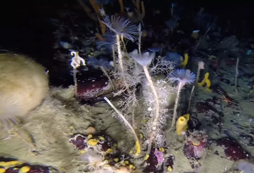 Víz alatti antarktisz fényes festékei: videó