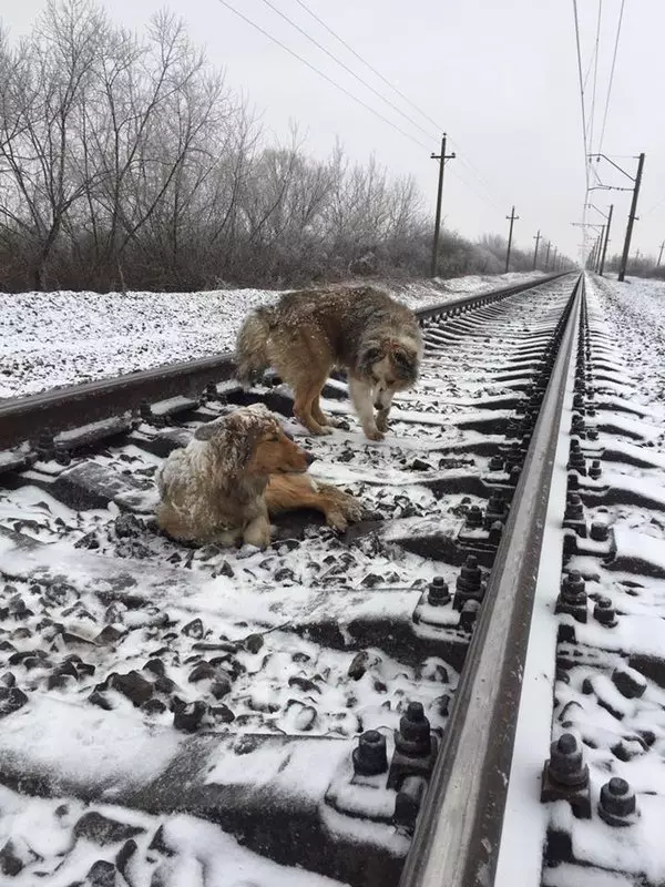 Dog two days defeated the wounded girlfriend on the rails: video