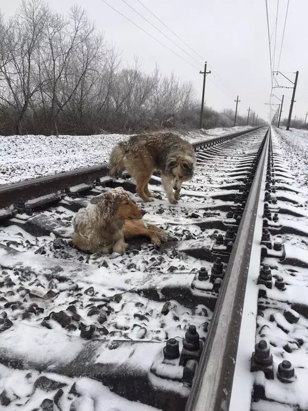 Do Do Do DoN DAYN KUTIN Keça birîndar li ser rê: Vîdeo