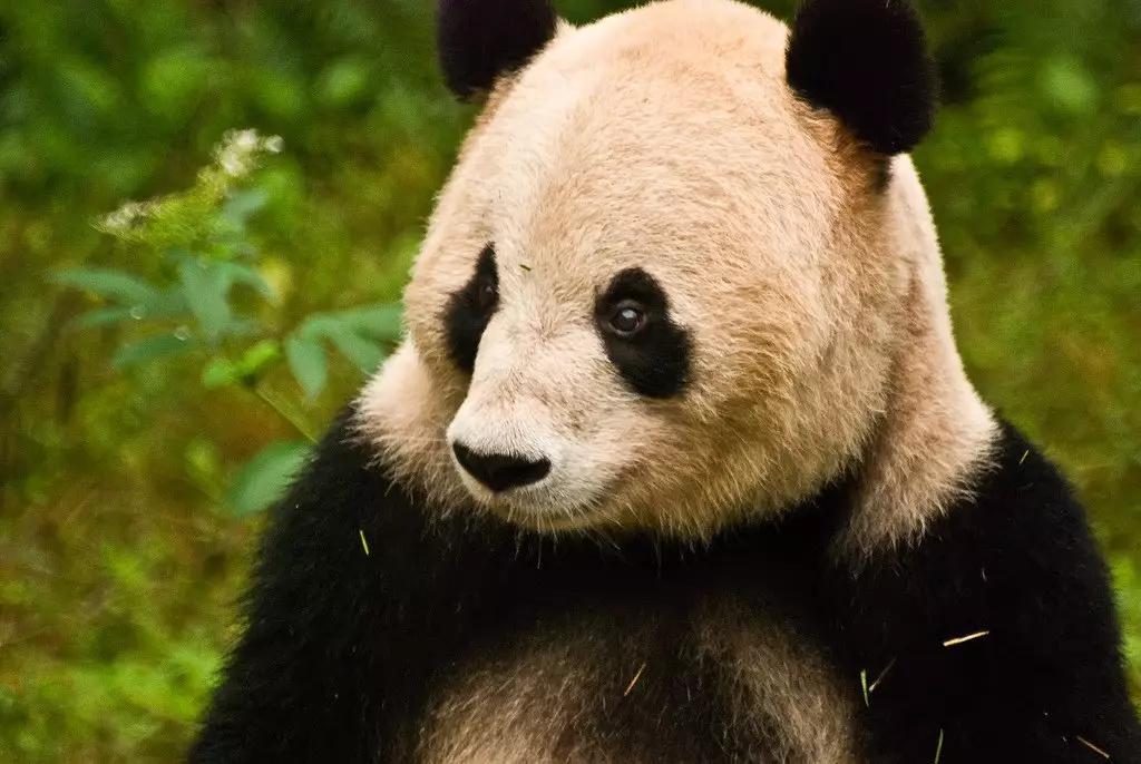 Panda pîr a Chinaînê li Chinaînê mir