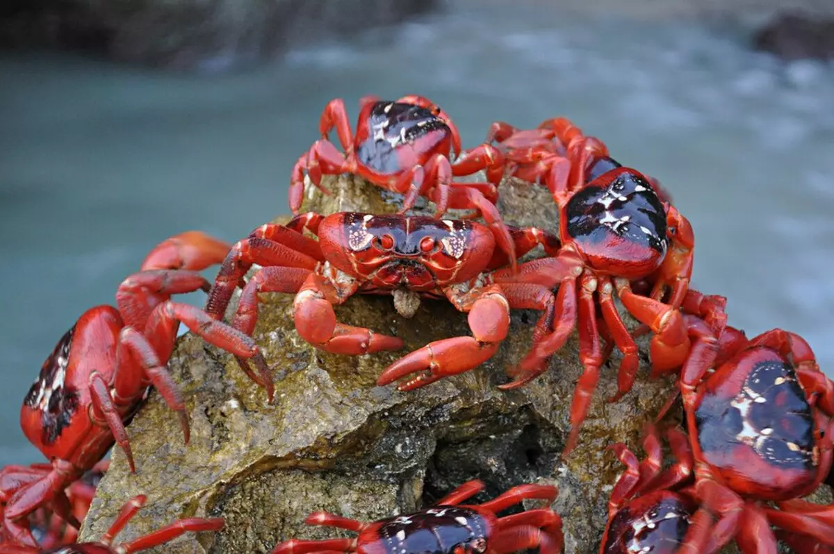 Ọtụtụ nde red crabs n'àgwàetiti Christmas: Video