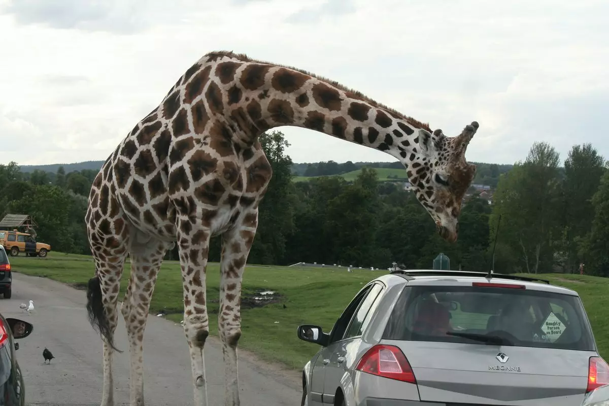 Giraffe a furat înghețată de la turiști: video