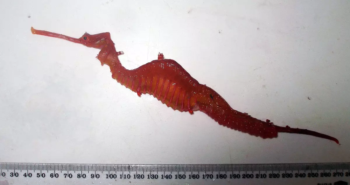 Rare Sea Dragon: Video