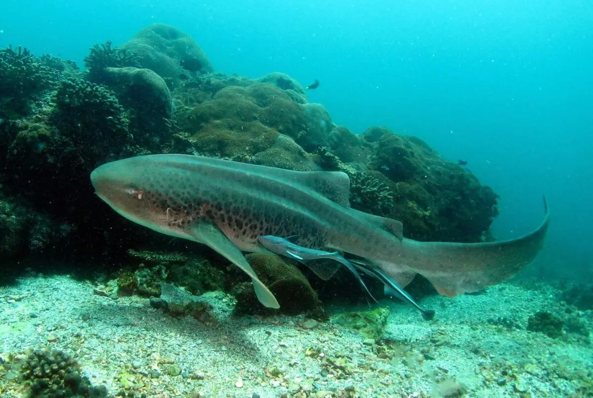 Zeber Shark gjorde avkommor flera år av isolering från man