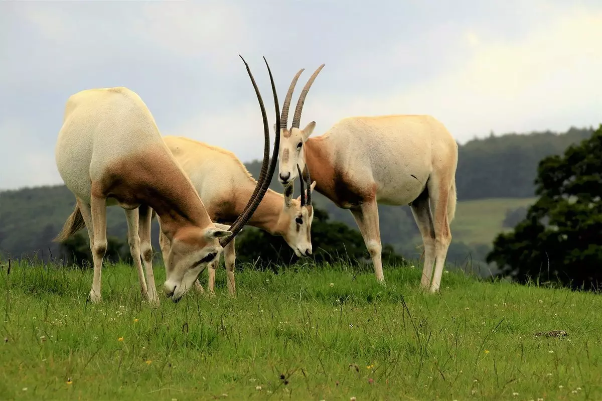 Saberlohery Antelope Sahara döndü