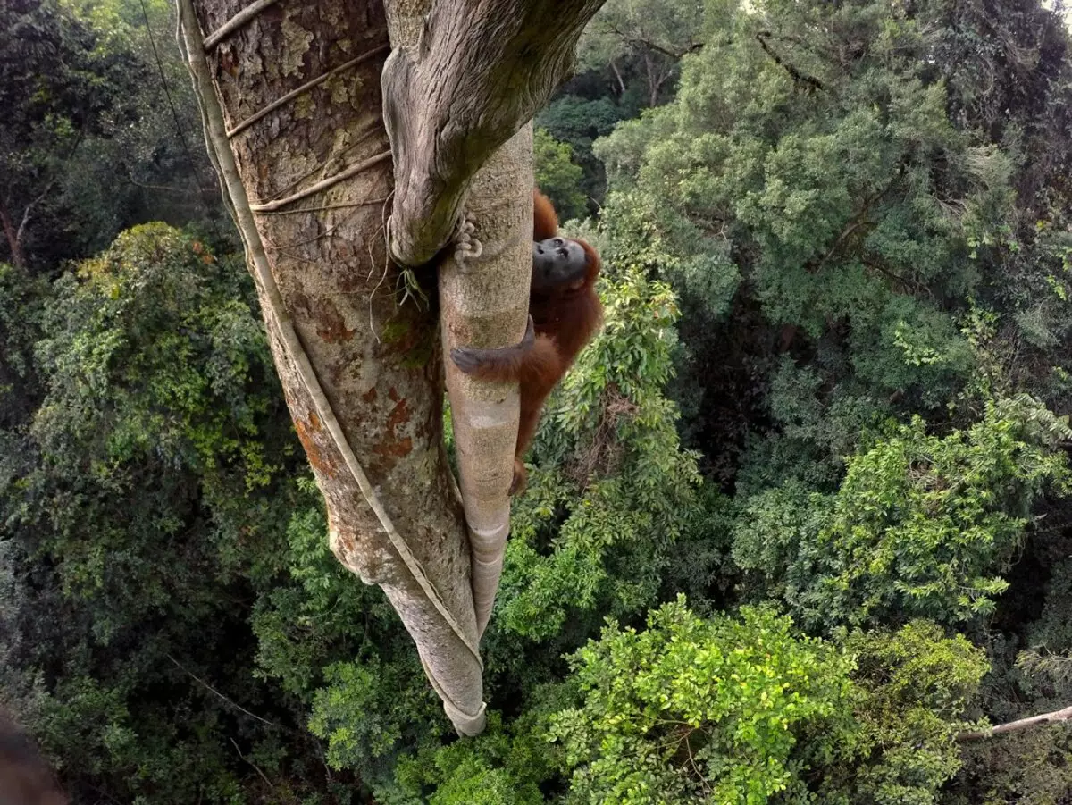 Persoanele de pădure: Există un viitor la Orangutan