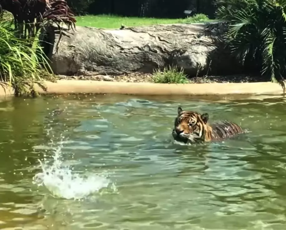 Duck Mocks A Tiger: Video