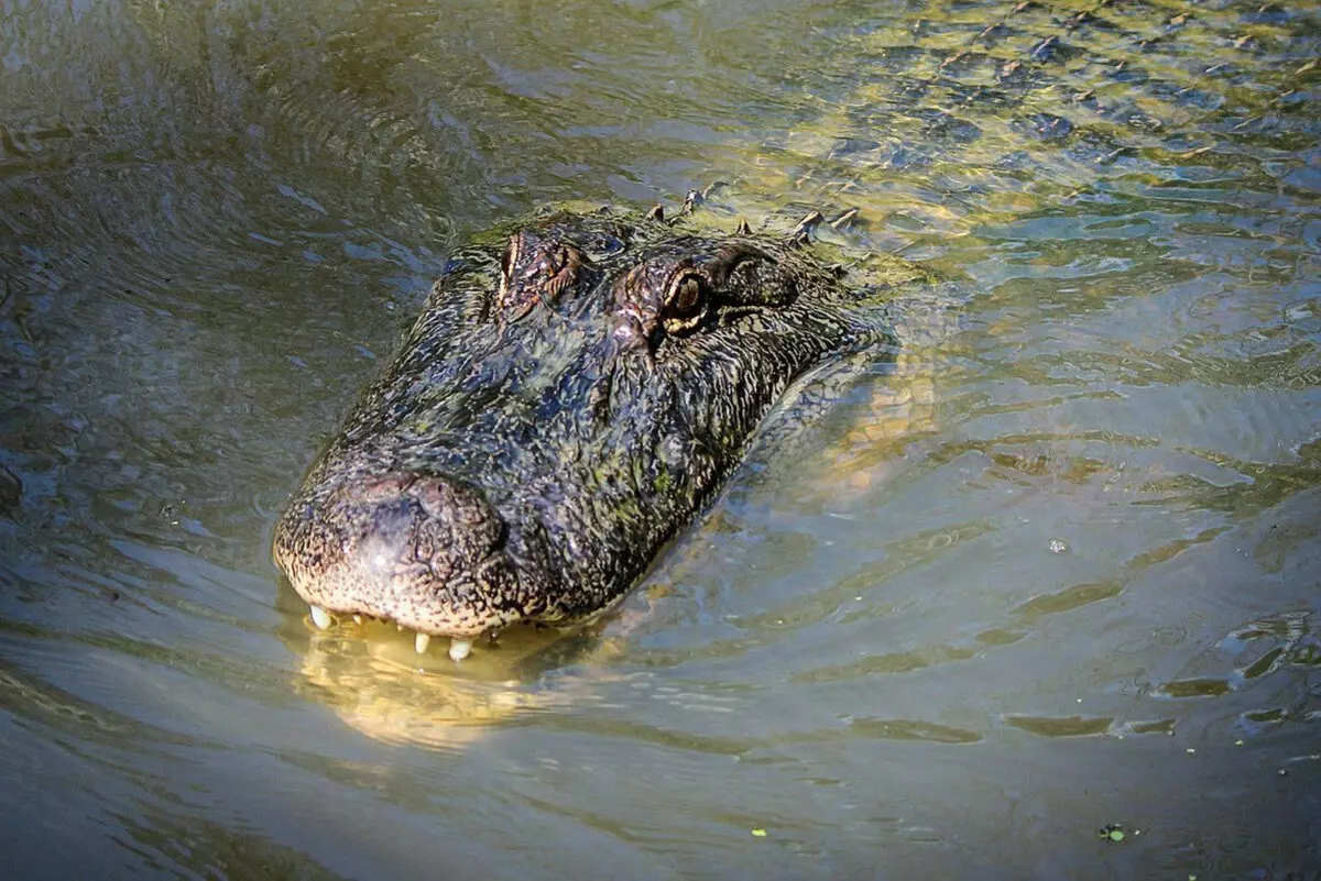 I-alligator yagxumela esikebheni saya kubavakashi: ividiyo