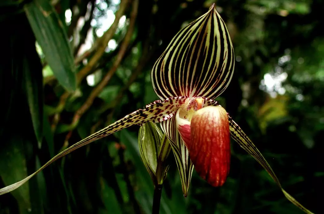 Gull Kinabalu: Einn af dýrasta Orchids blómstraði í