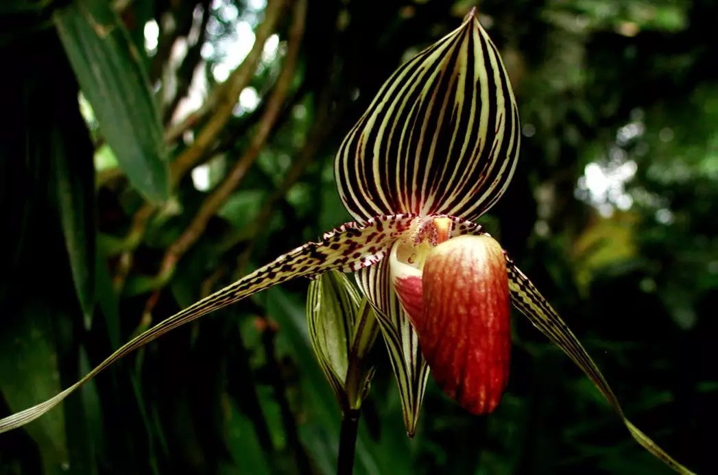 Zahabu kinabalu: imwe muri orchide ihenze cyane iraboroye