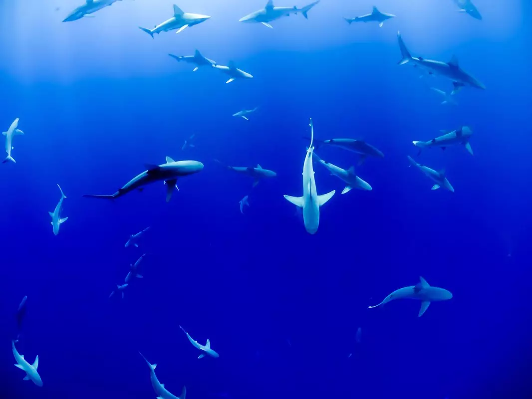 Стотину ајкула са обале Израела: Видео