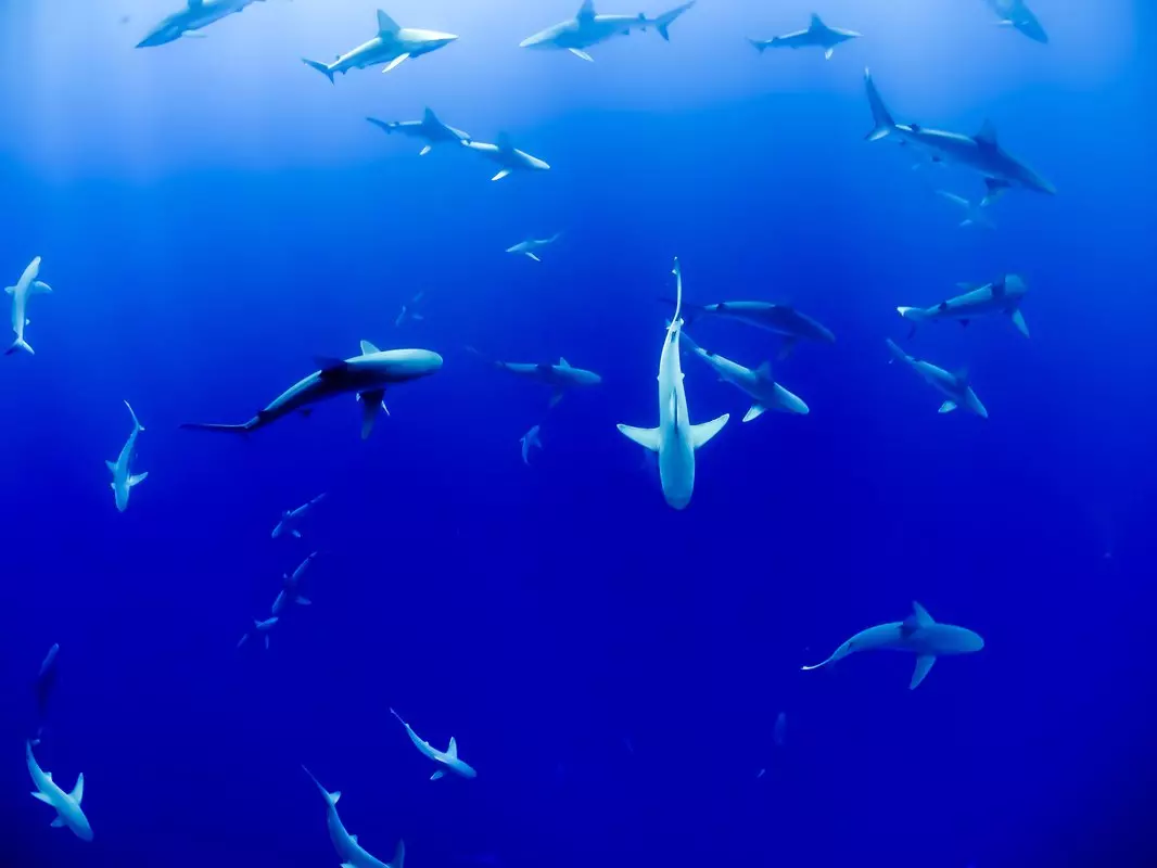 Eng honnert Shark ugefaangen der Küst vun Israel: Video