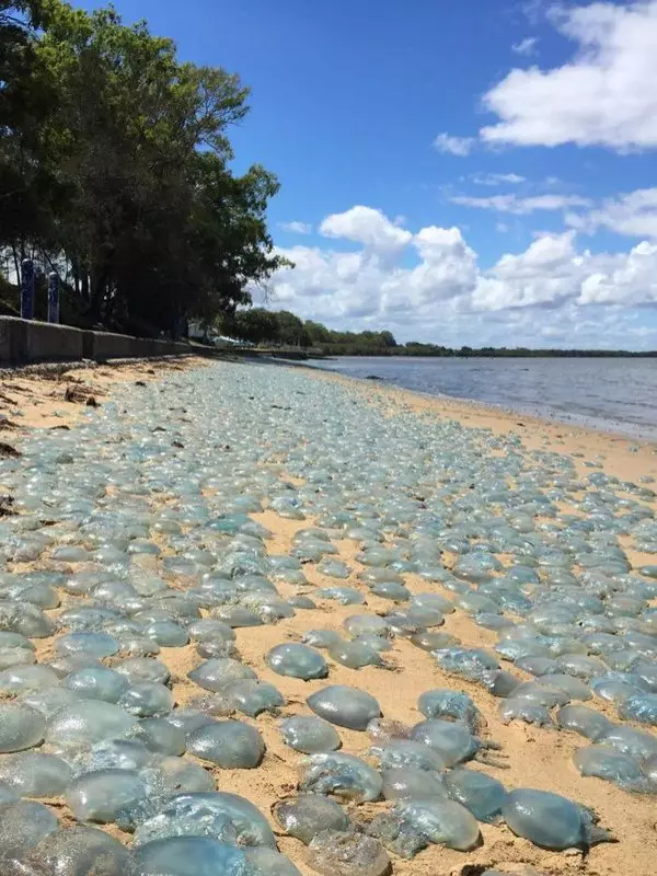 Australisch strand duizenden kwallen gevuld