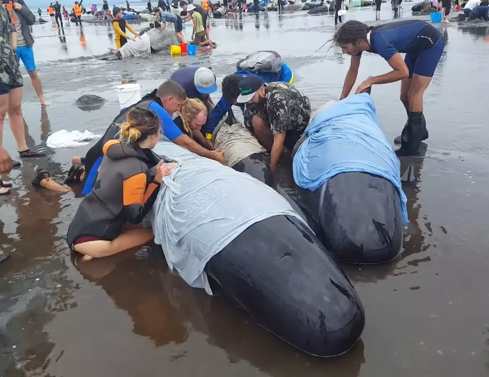 Des centaines de dauphins Gund ont sauté à terre en Nouvelle-Zélande