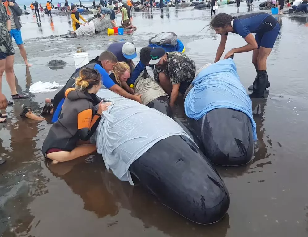 Stotine Gund Dolphins je skočil na kopnem na Novi Zelandiji