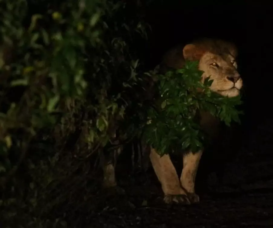 Rijetki Ethiopian lav snimljen na video