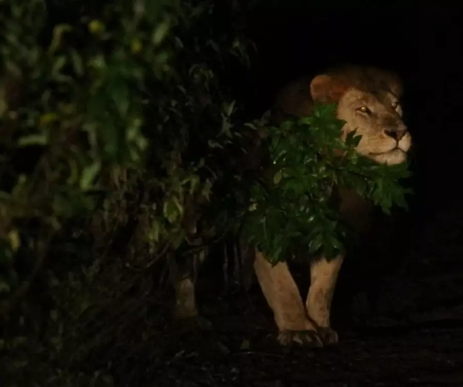 Rare Ethiopian Lion shot on video