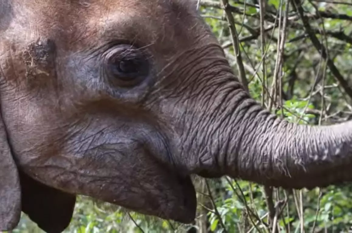 Elefantul afectat de braconieri poate merge din nou: video