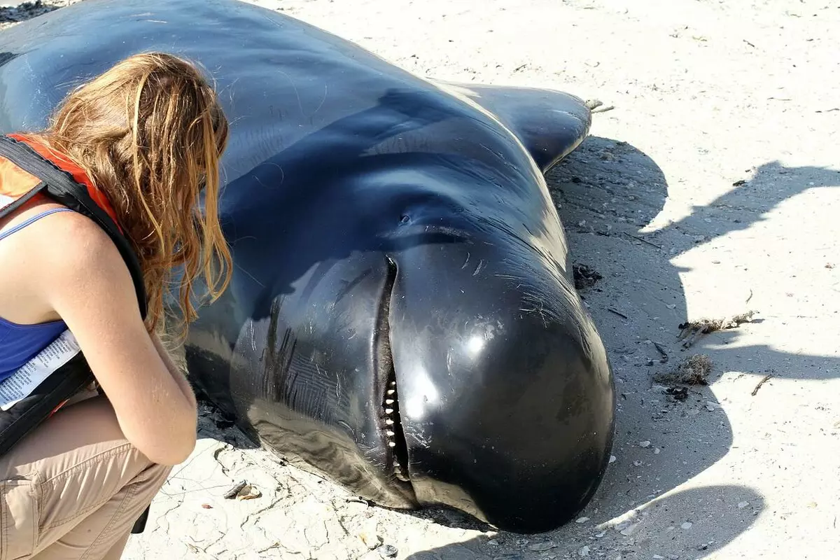 Dead Zeleni Dolphins počeo da eksplodira na kopnu