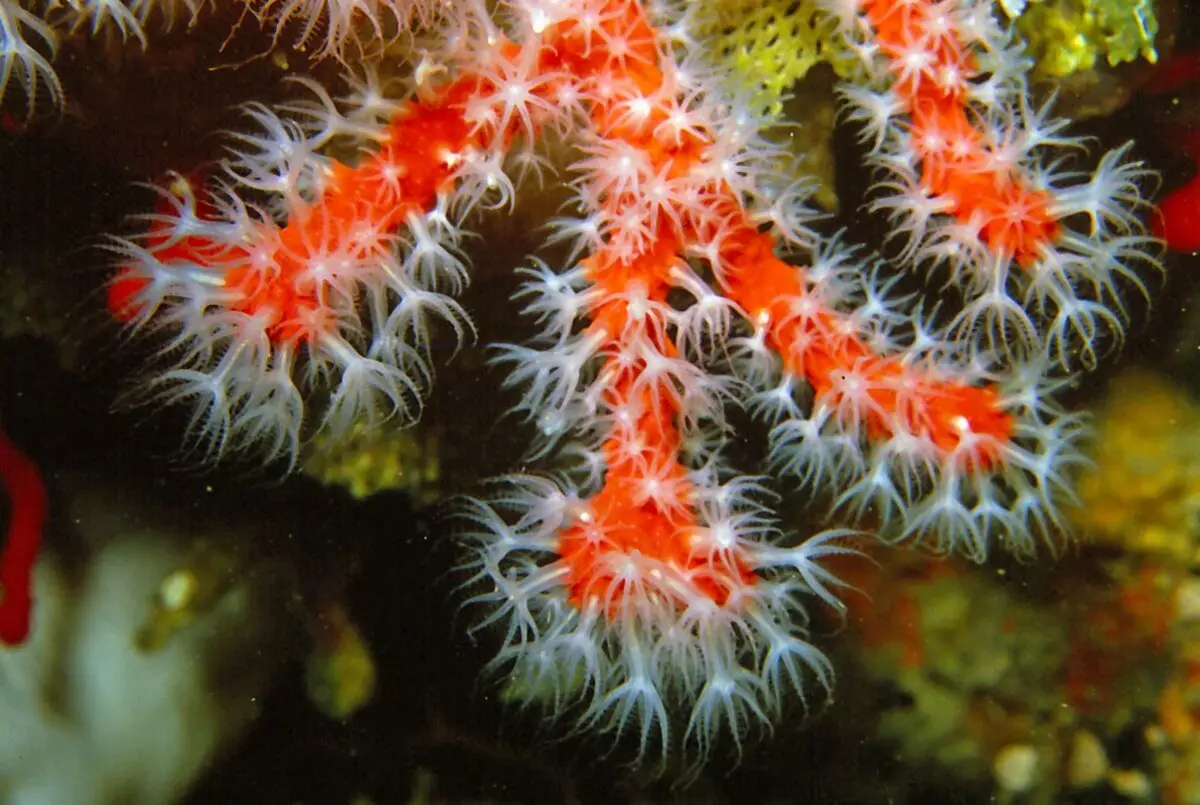 Secret of Biologs: Baxçeyê Coral di şikefta binxetê de