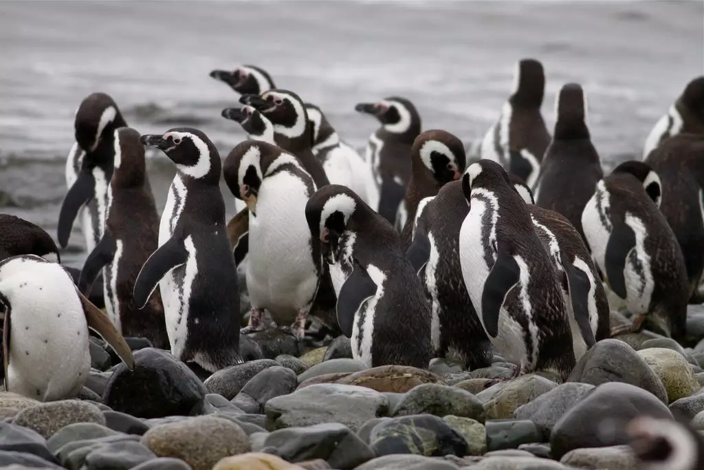 Milhões de pinguins em uma costa: vídeo