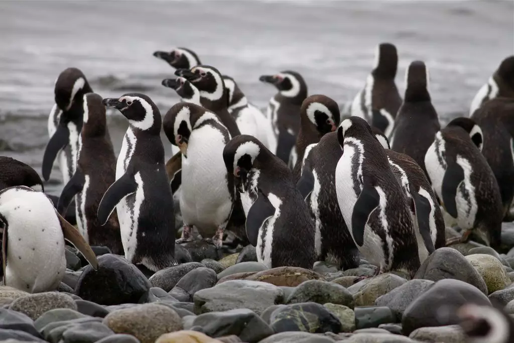 Milioane de pinguini pe un shore: video