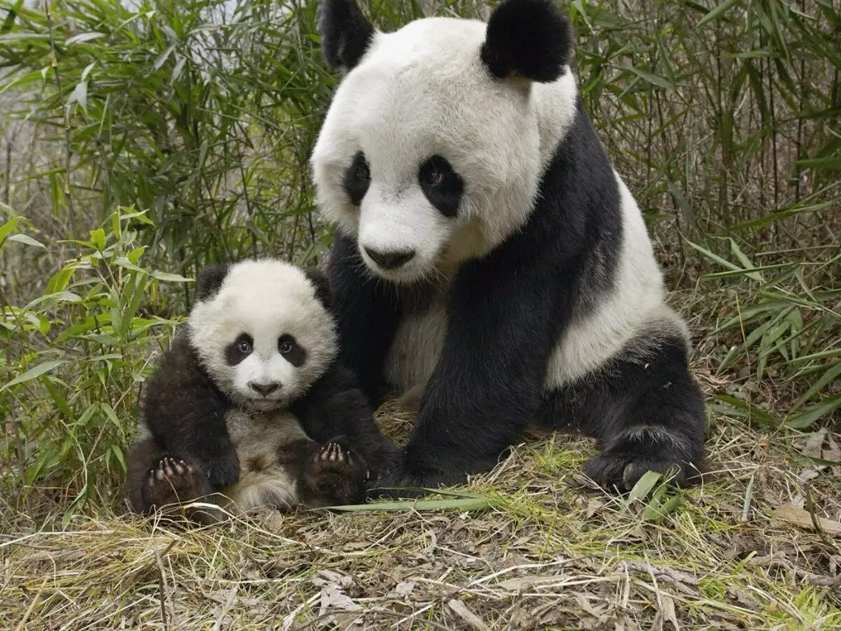 Mama Panda provas treni la bebon en la akvon: Video
