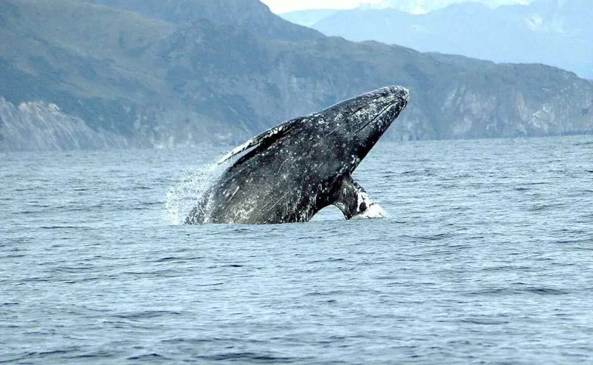 Saxalindəki boz balinaların əhalisi artır