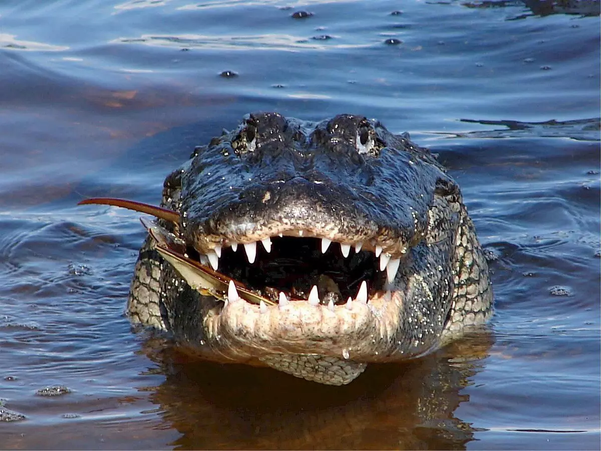 Ako Alligators ukradli ryby u ľudí: video
