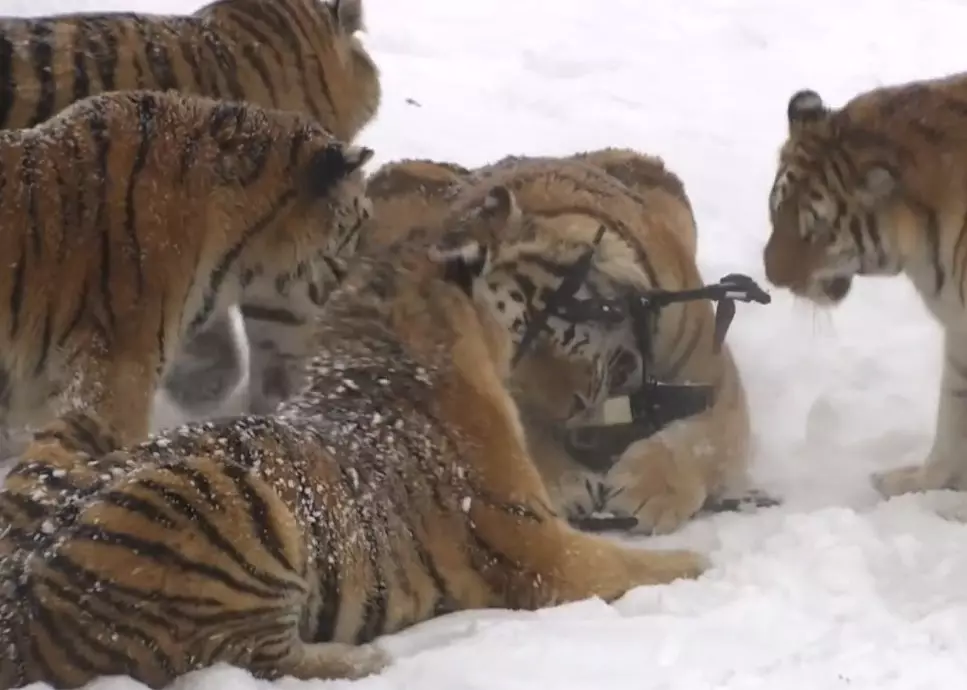 Tigers menangkap Dron: Video