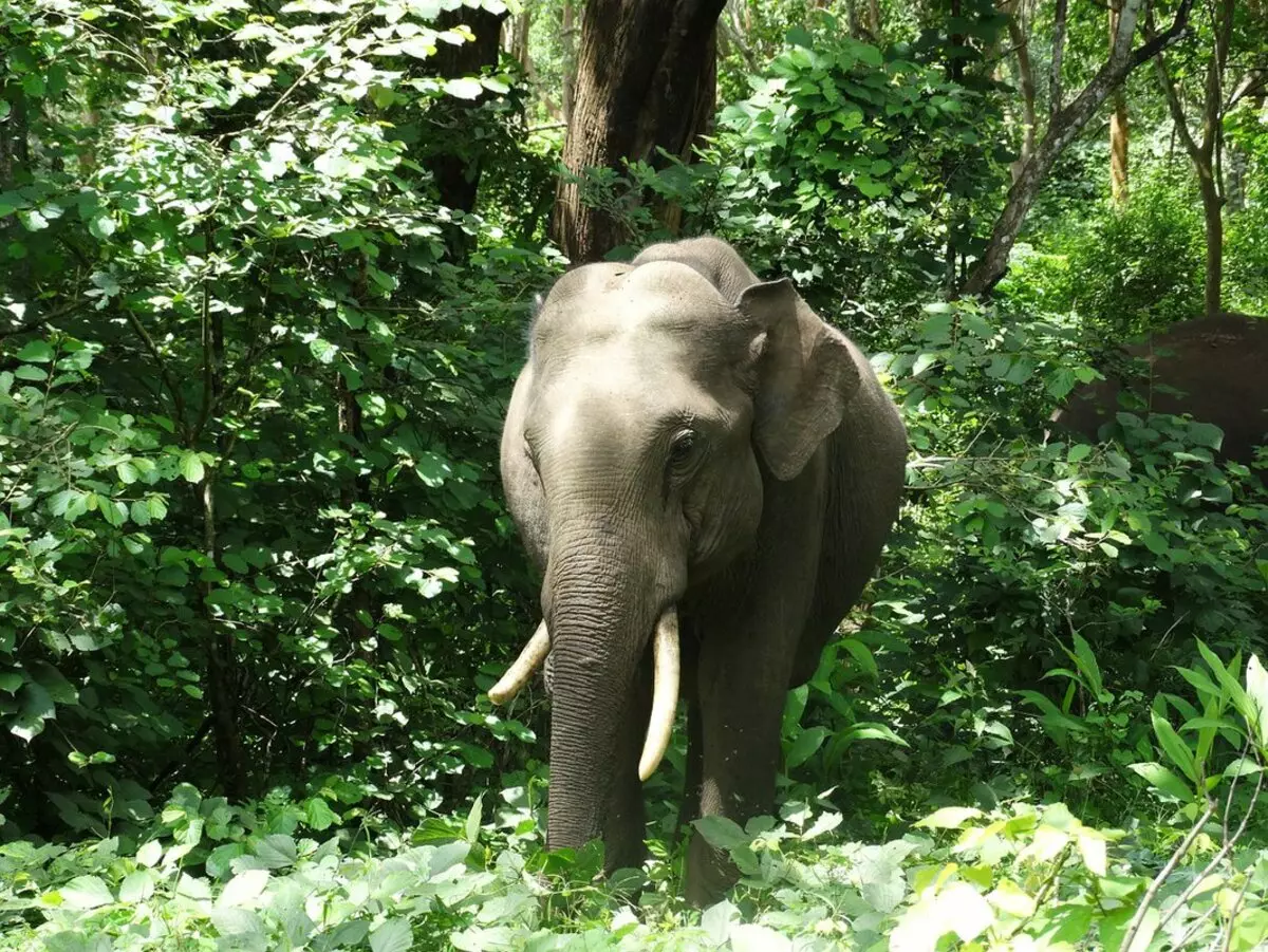 Bariérový slon nie je prekážkou: video