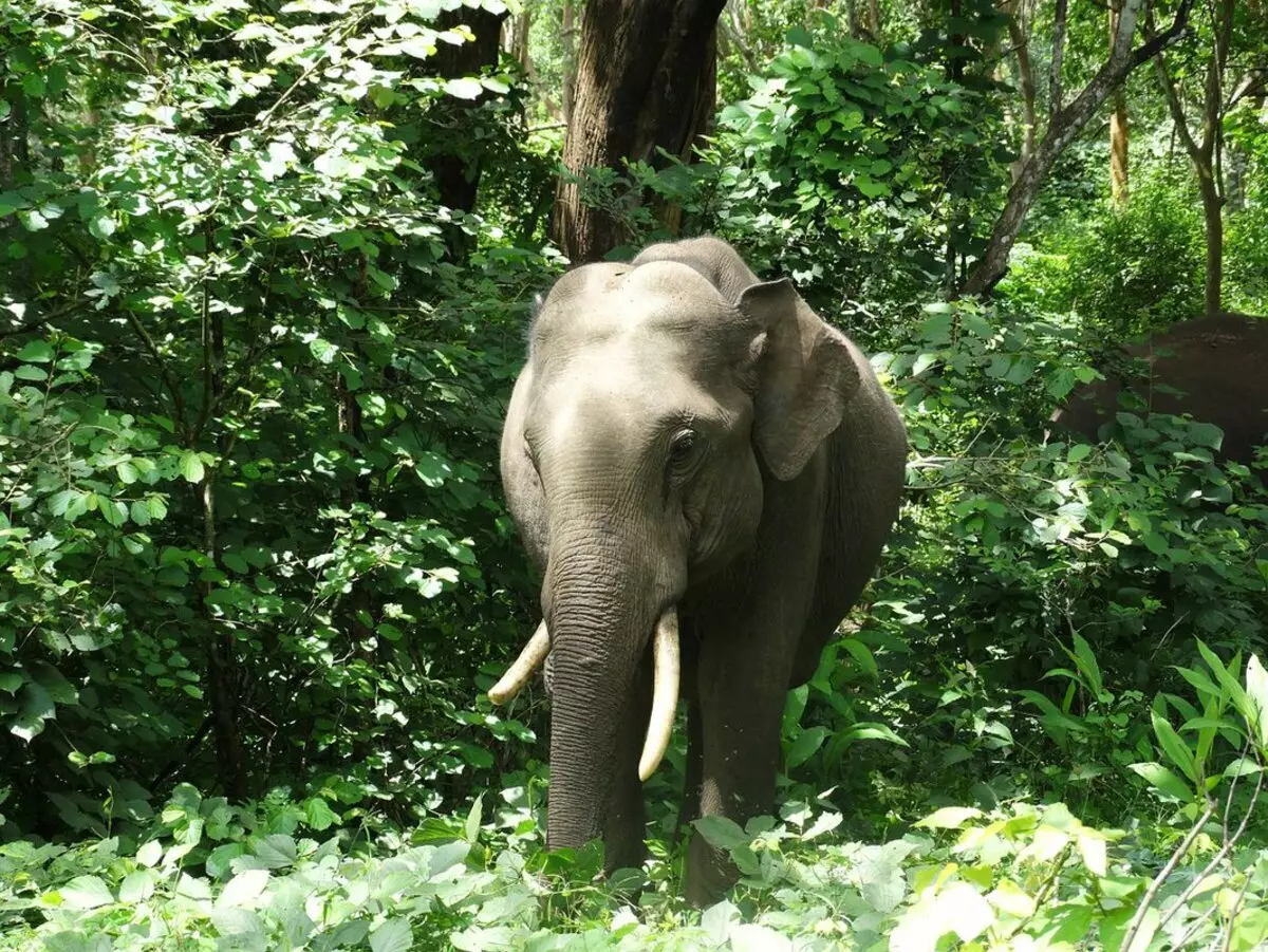 Barriere-Elefant nicht ein Hindernis: Video