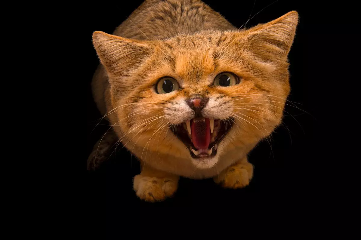 Wilde kleine Katzen im Rampenlicht