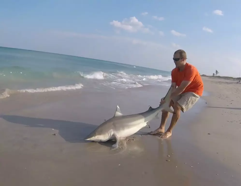 Haizivju glābšana, kas nokrita uz āķa: Video