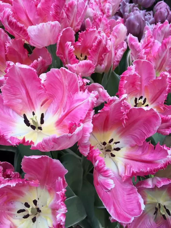 Zombie tulip dan parrot tulip mekar di Moskow