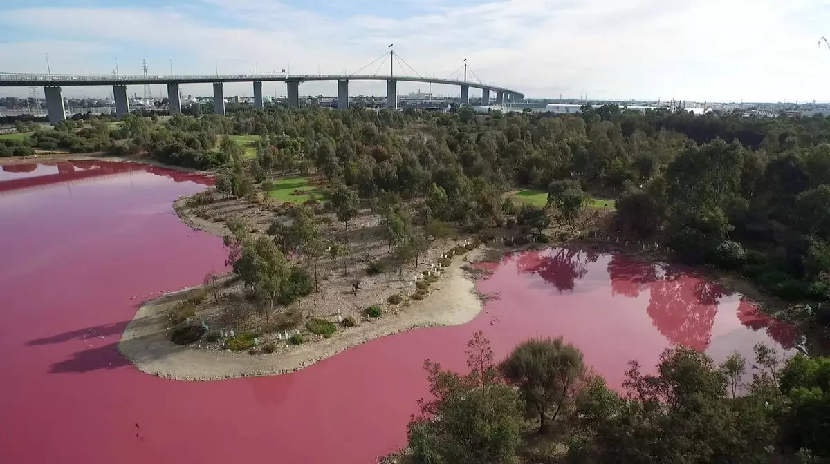 Lake i Australien blev pink: Foto