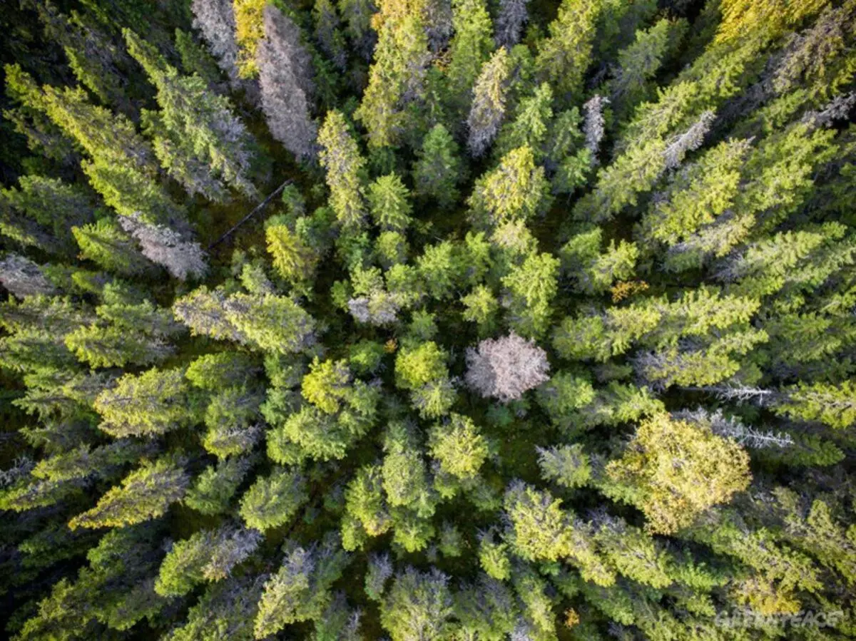 Dvina Taiga: Foresta perdiamo