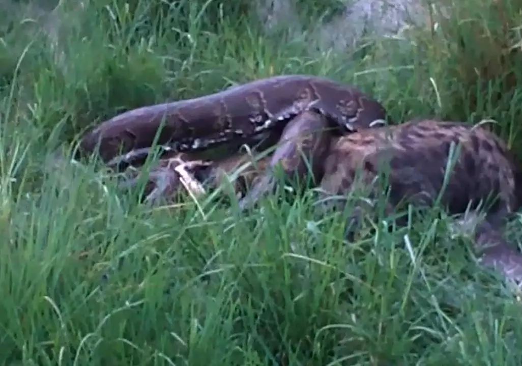 Python swallows hyena: wideo