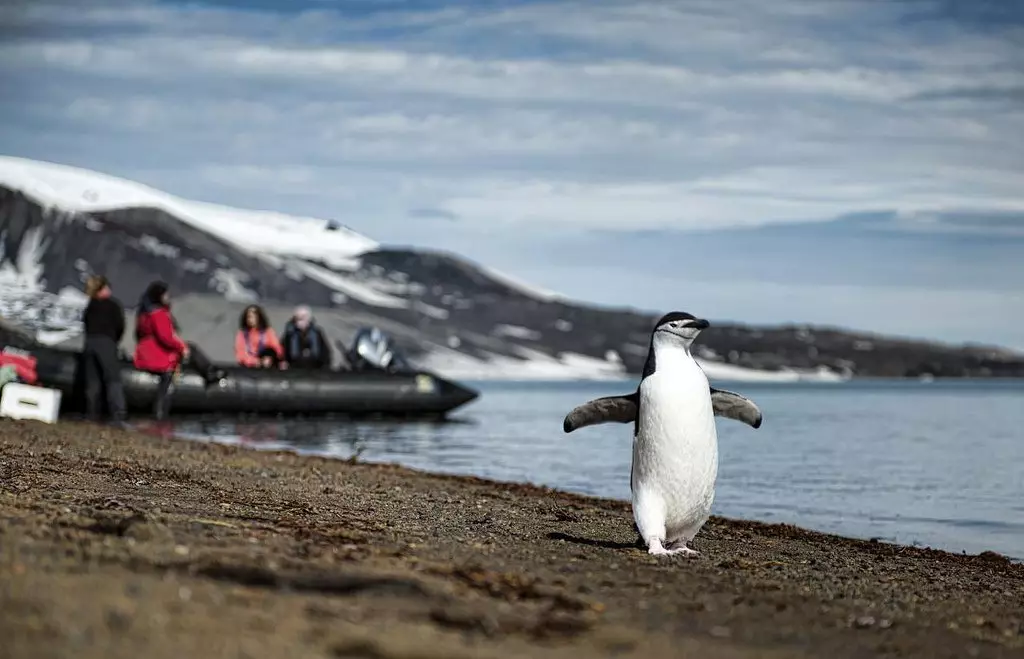 Penguin dadi kaping telu luwih saka sing dikira