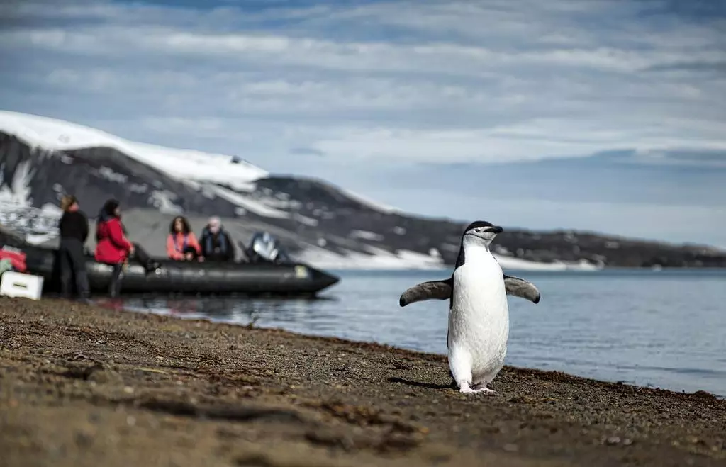 ペンギンは3倍以上の私たちが思ったよりも判明しました